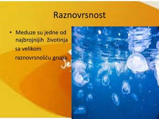 Meduze | PPT