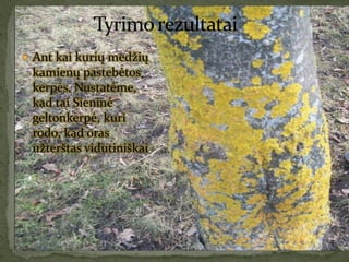 Medziai ziema2 | PPT