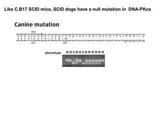Development of a Canine Model of SCID | PPT