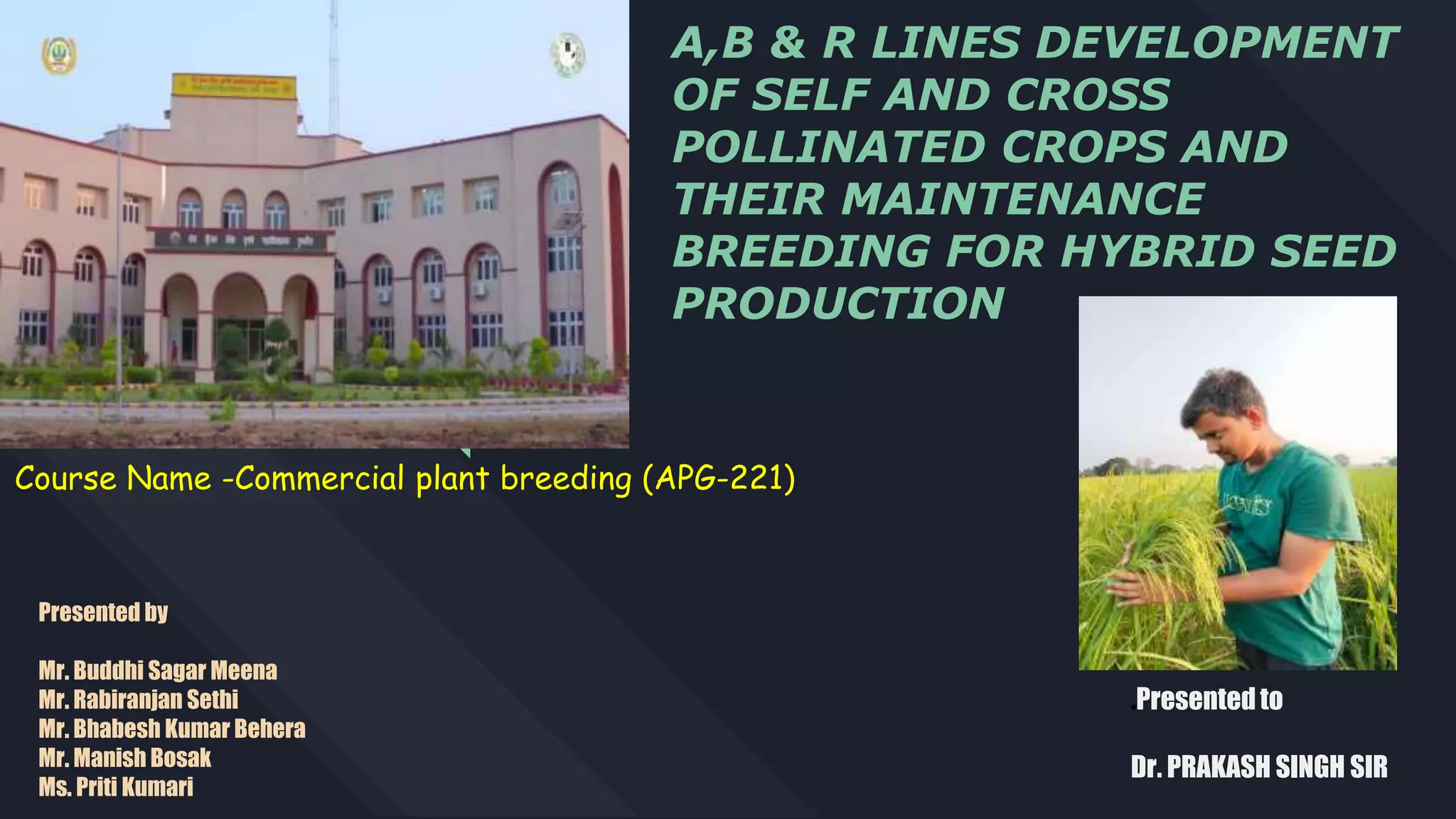 A,B& R LINE DEVELOPMENT IN HYBRID SEED PRODUCTION | PPTX