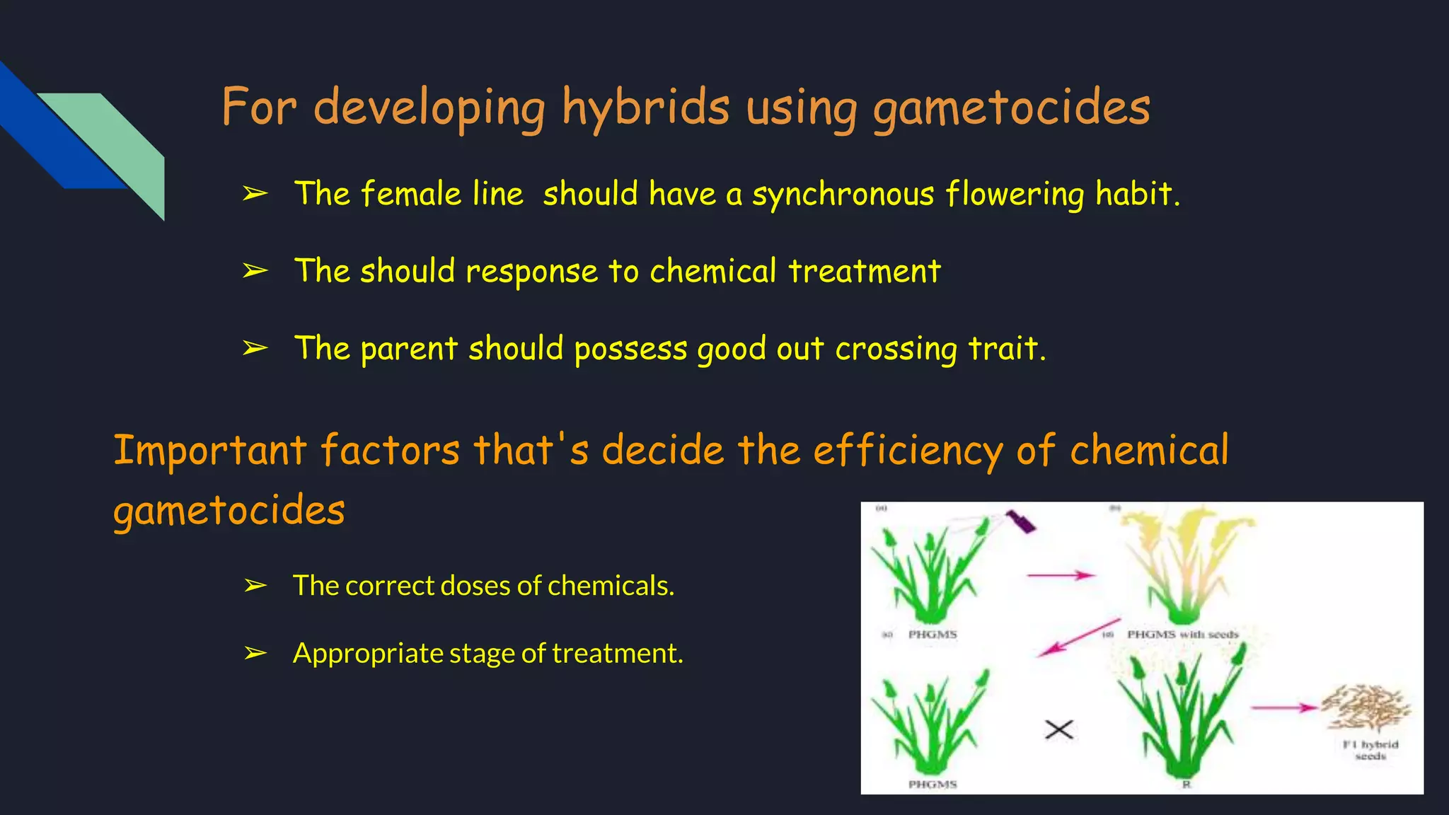A,B& R LINE DEVELOPMENT IN HYBRID SEED PRODUCTION | PPTX