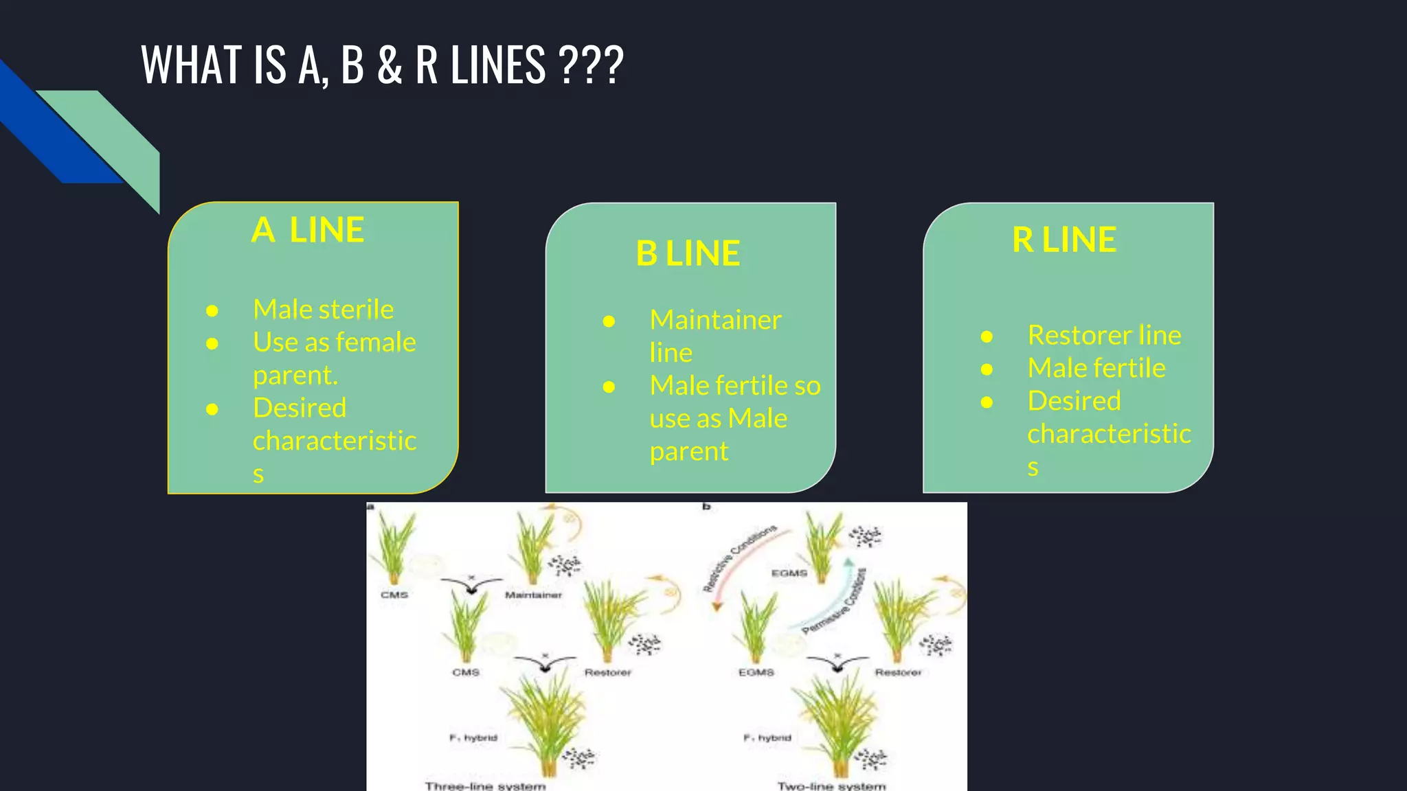 A,B& R LINE DEVELOPMENT IN HYBRID SEED PRODUCTION | PPTX