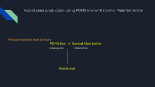A,B& R LINE DEVELOPMENT IN HYBRID SEED PRODUCTION | PPTX
