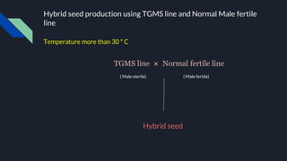 A,B& R LINE DEVELOPMENT IN HYBRID SEED PRODUCTION | PPTX