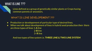 A,B& R LINE DEVELOPMENT IN HYBRID SEED PRODUCTION | PPTX
