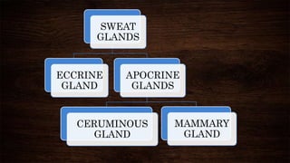 sweat formtion in human body and different types of sweat glands and ...