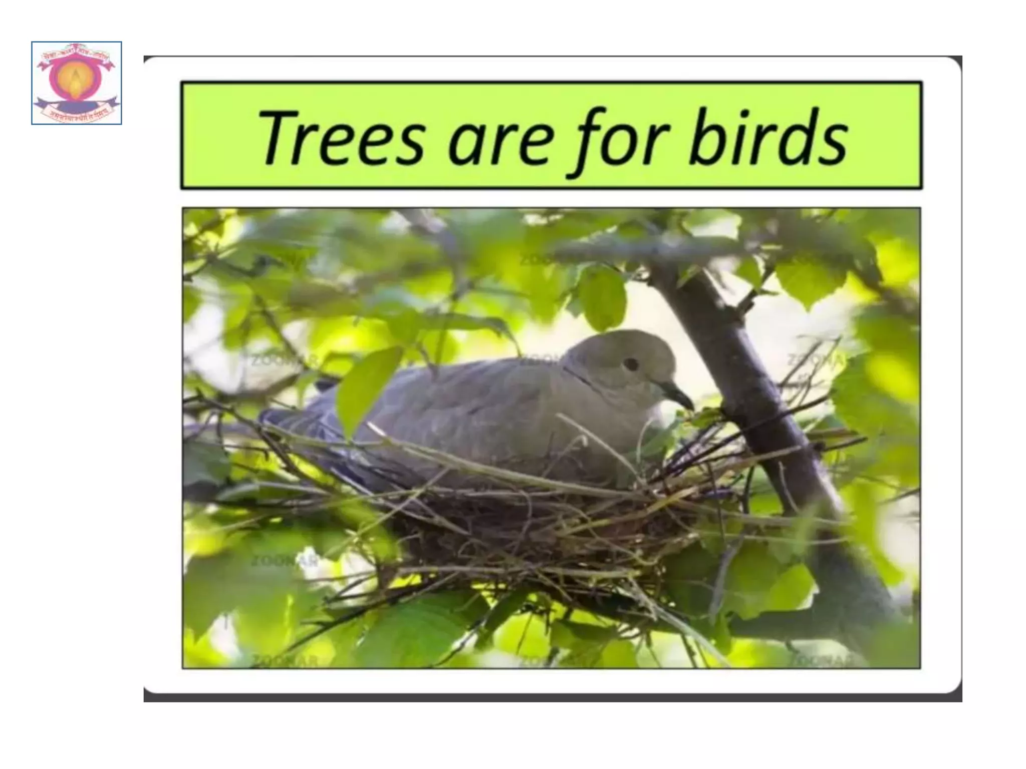 Meenaxi Std 6th Eng pptpoem Trees.pptx | Birds | Pets
