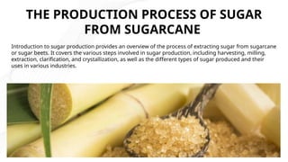 Sugar production process slides in brief.pptx