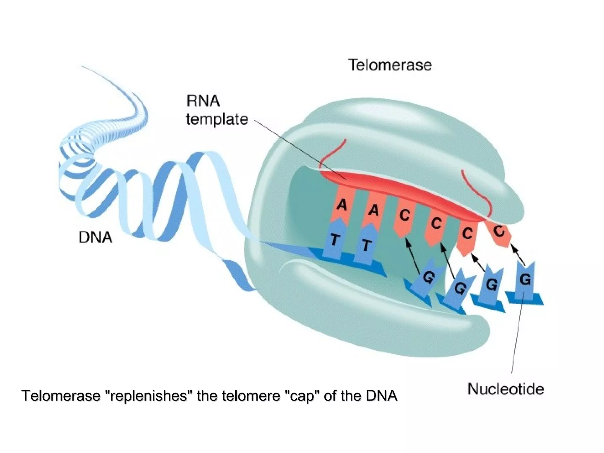 Replication of the Ends of Eukaryotic Chromosome - Role of Telomerase | PPT