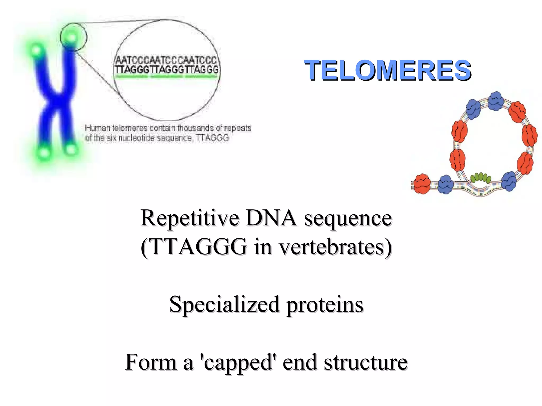 Replication of the Ends of Eukaryotic Chromosome - Role of Telomerase | PPT