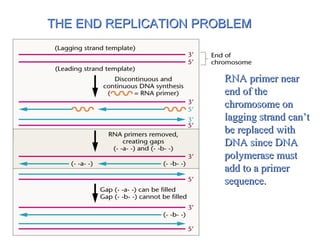 Replication of the Ends of Eukaryotic Chromosome - Role of Telomerase ...