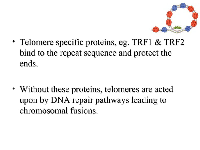Replication of the Ends of Eukaryotic Chromosome - Role of Telomerase ...