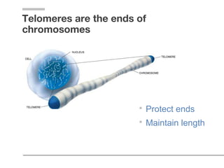 Replication of the Ends of Eukaryotic Chromosome - Role of Telomerase | PPT