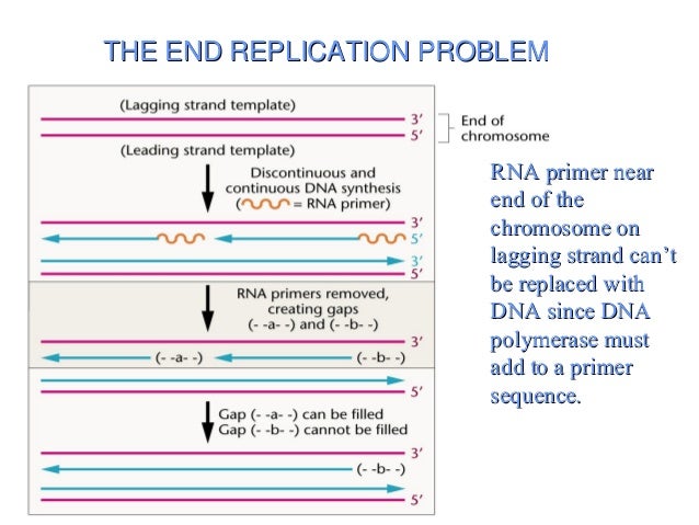 Replication of the Ends of Eukaryotic Chromosome - Role of Telomerase