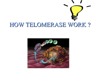 Telomerase | PPT