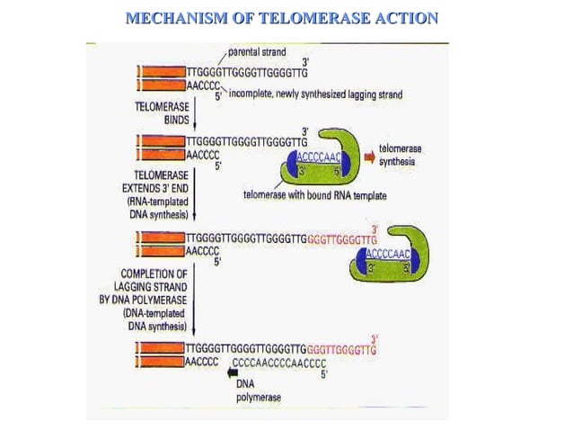 Telomerase | PPT