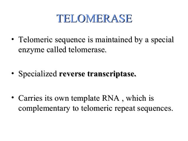 Telomerase Function