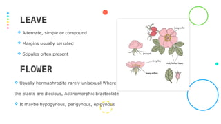 Meerab Sohail family rosaceae ..GCUL.... | PPTX