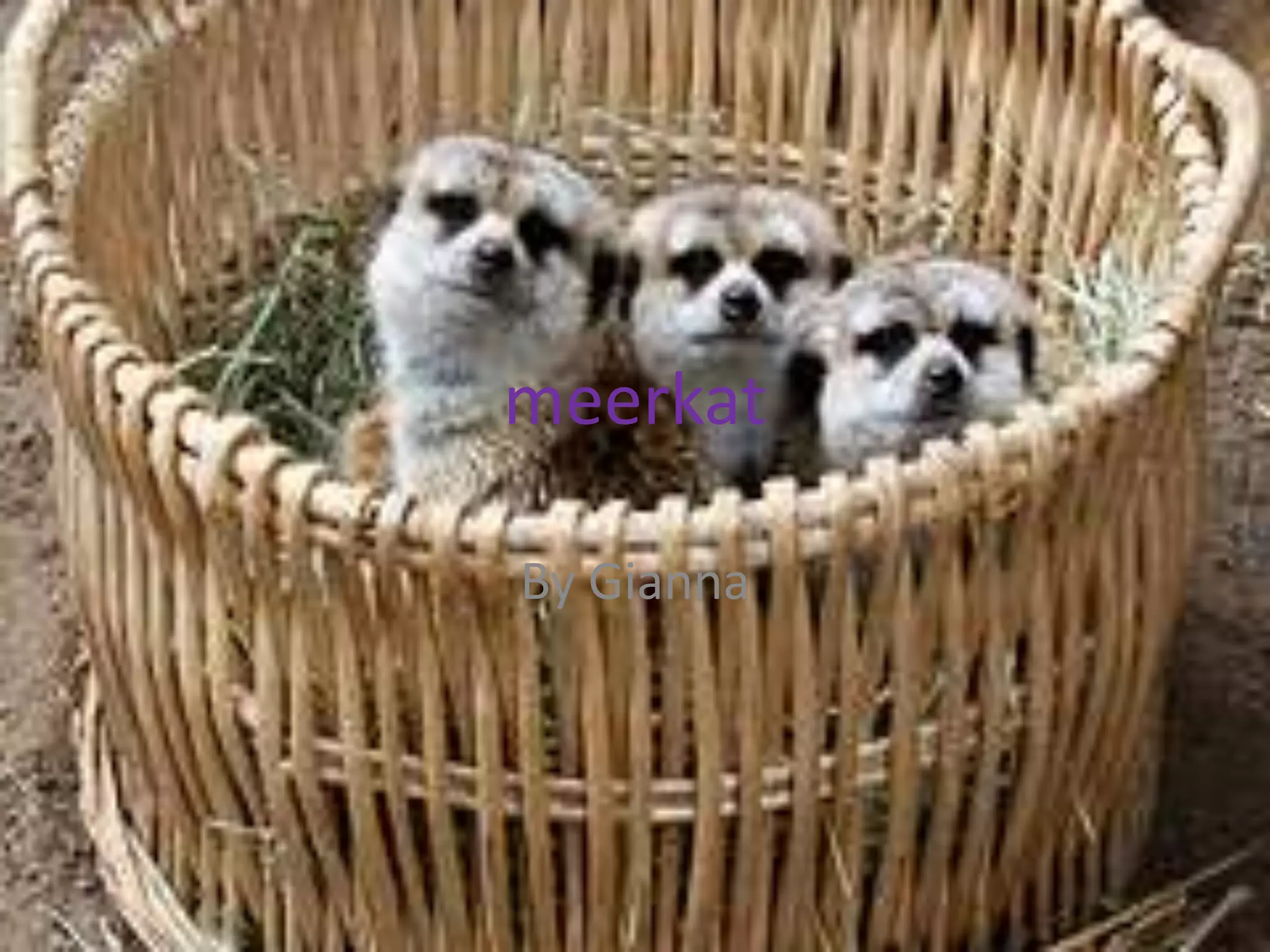 Meerkat | PPTX