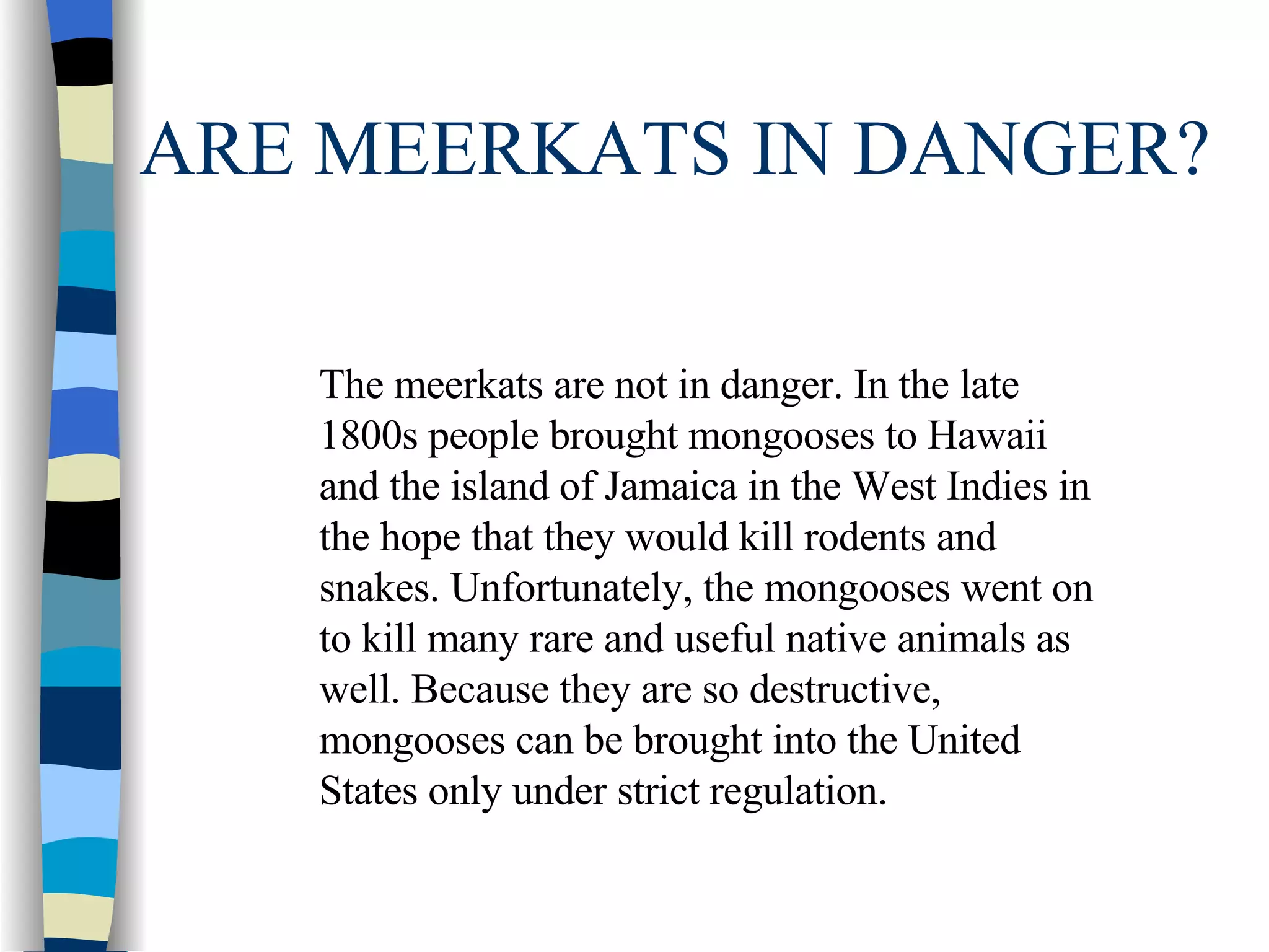 Meerkat | PPT