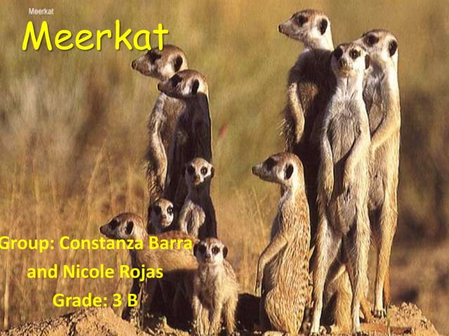 Meerkat | PPTX | Reptiles | Pets