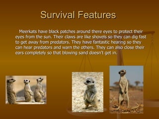 Meerkats | PPT