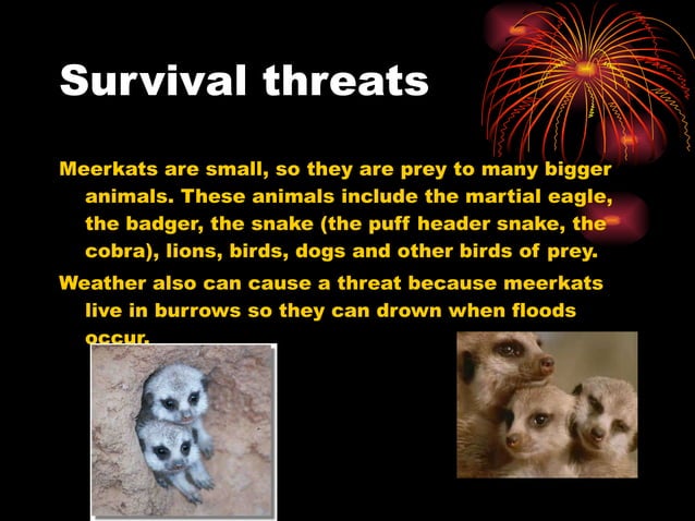 Meerkats | PPT