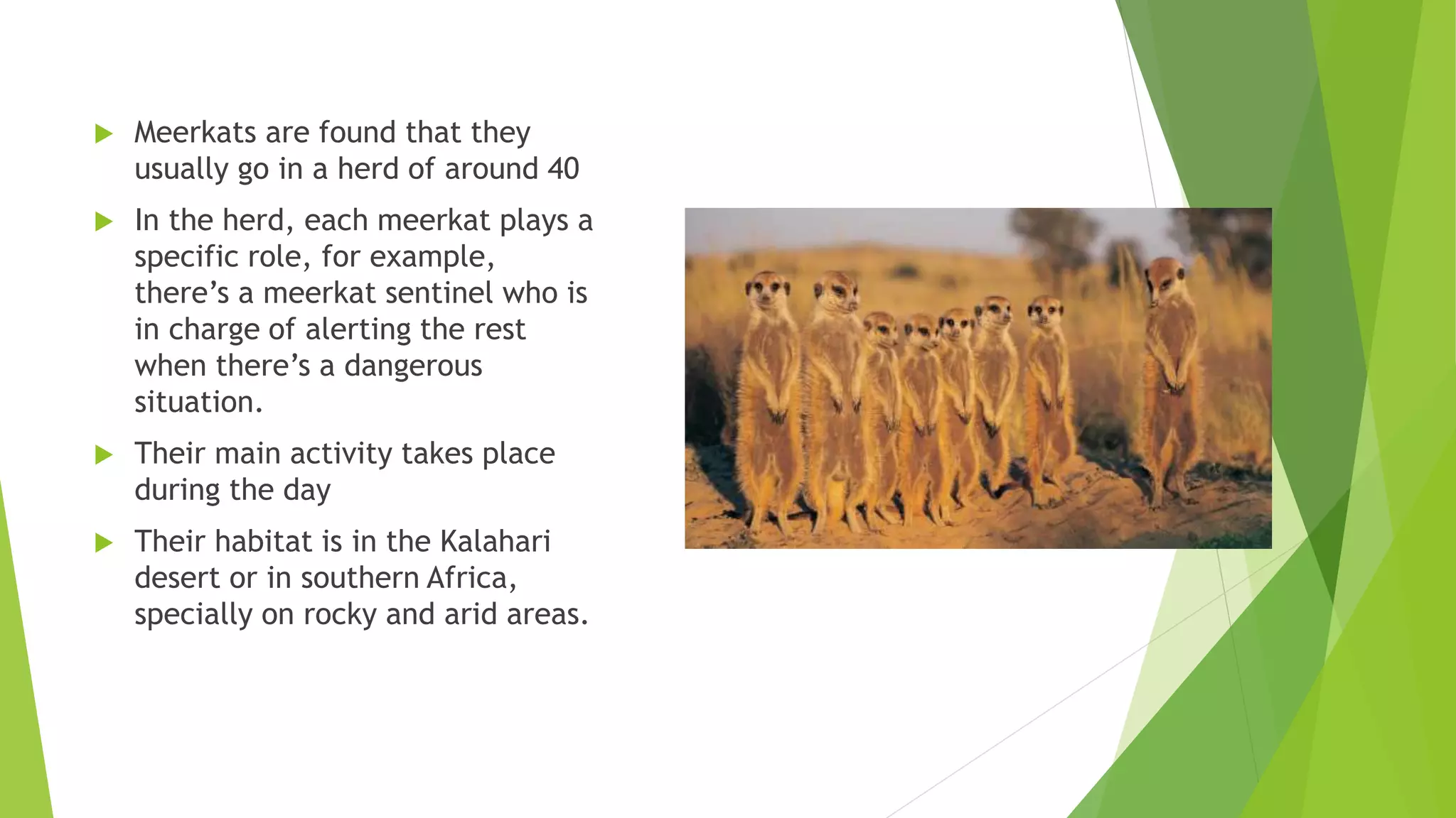 MEERKATS.pptx