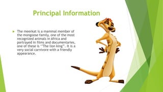 MEERKATS.pptx
