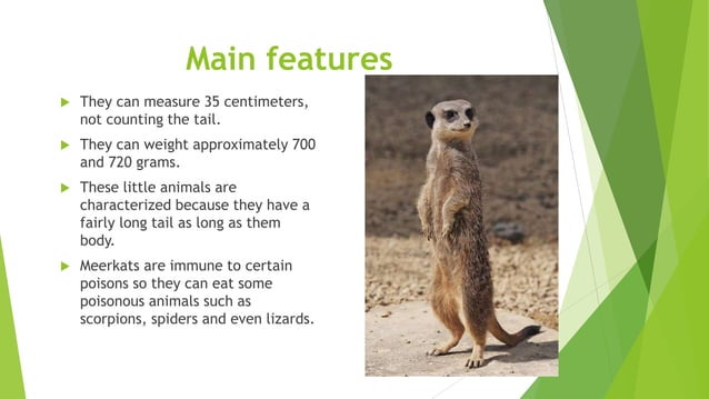 MEERKATS.pptx