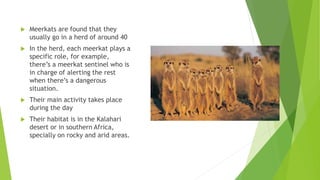 MEERKATS.pptx