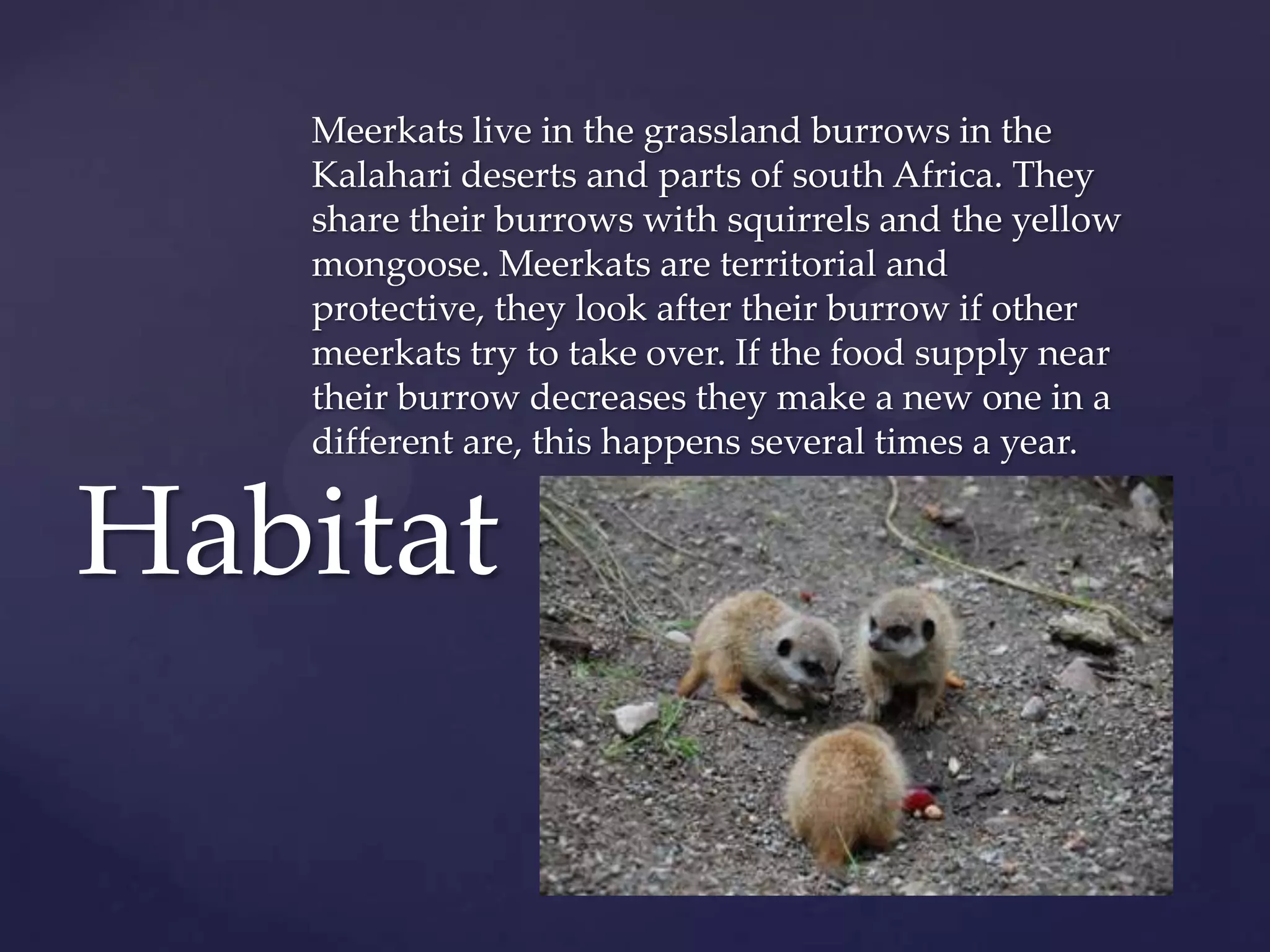 Meerkats prac slideshow by kelly | PPT
