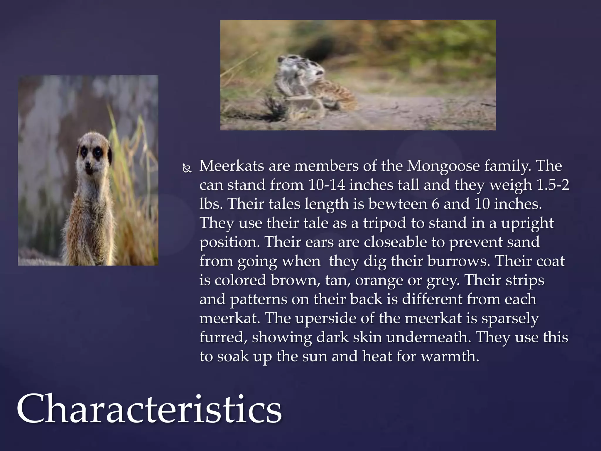 Meerkats prac slideshow by kelly | PPT