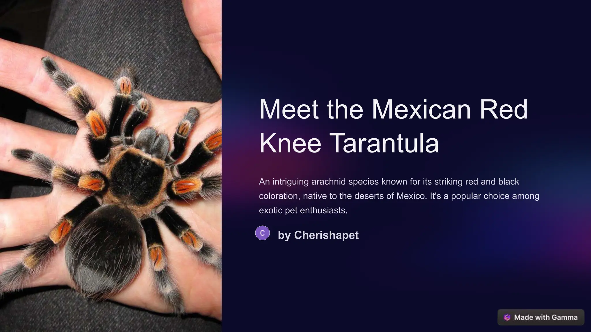 Meet-the-Mexican-Red-Knee-Tarantula (1).pptx