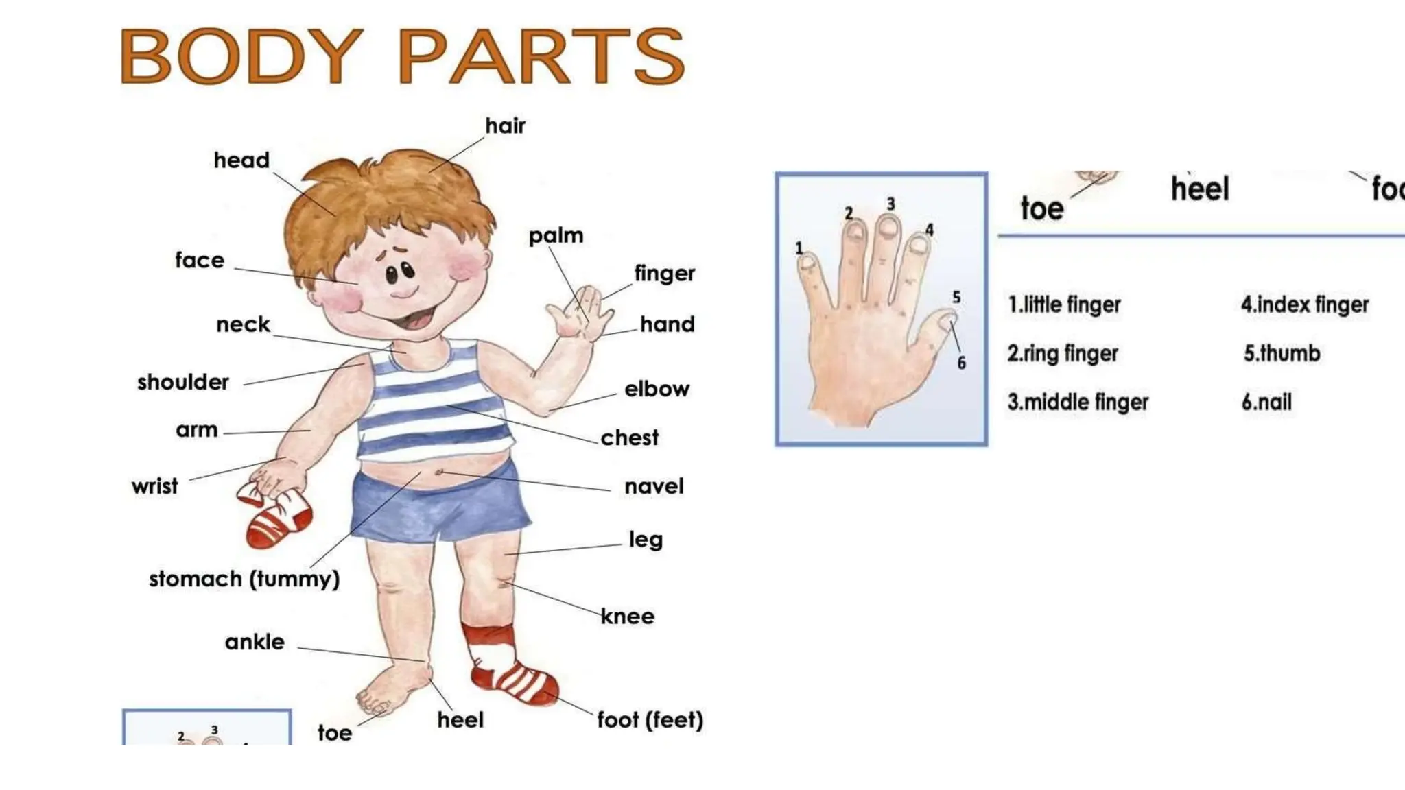 Body Part in english | PPTX