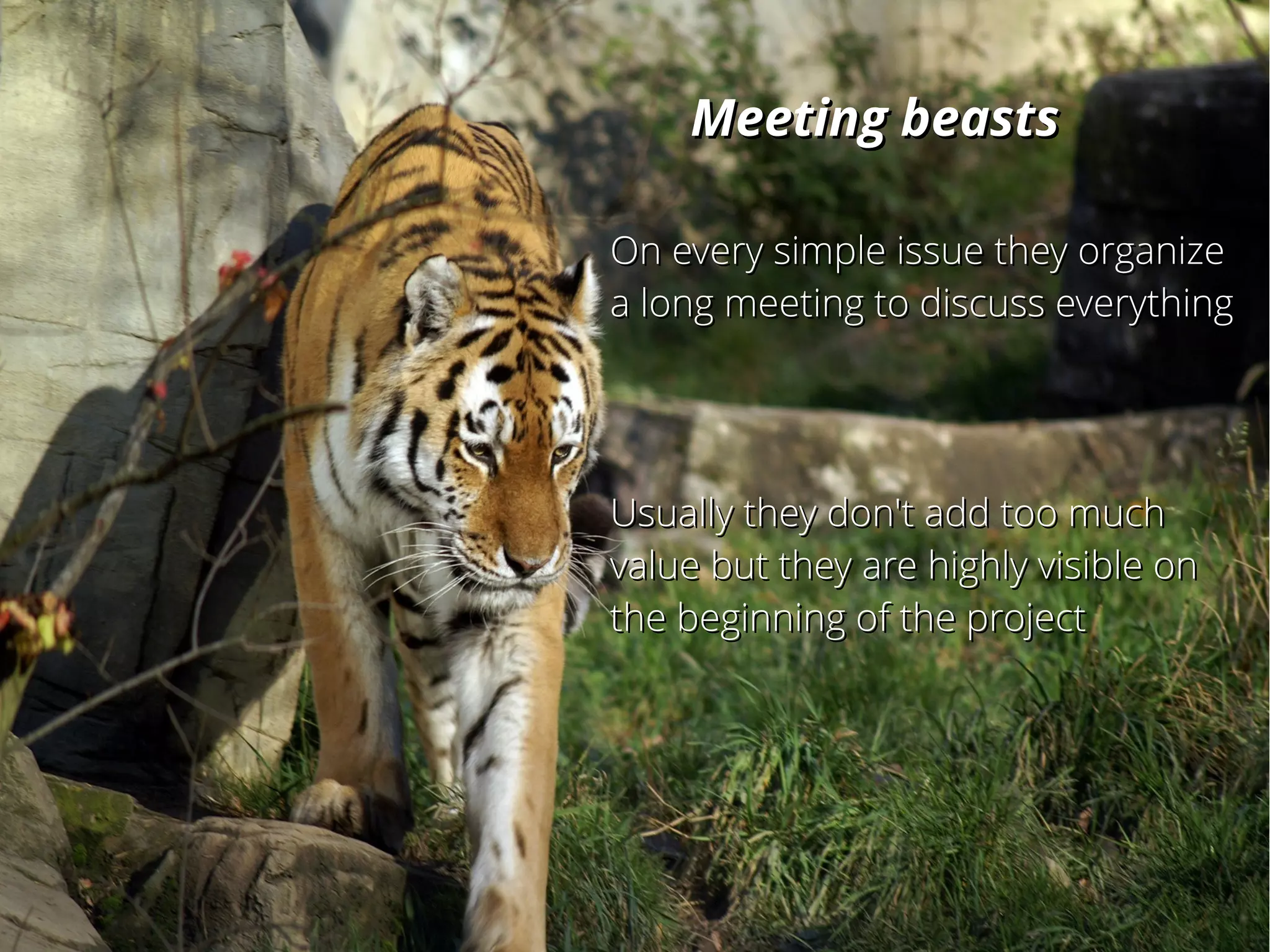 What Meeting Animal Are You? | PDF