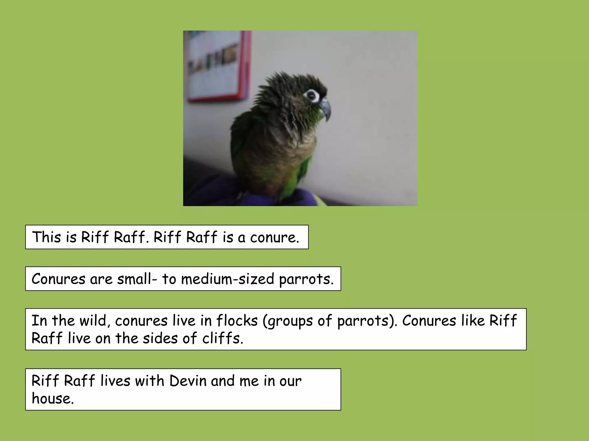 Meet Riff Raff | PPTX