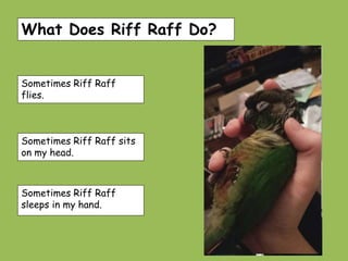 Meet Riff Raff | PPTX