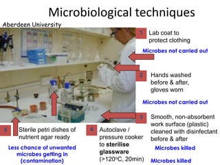 Meet the microbes!! | PPTX