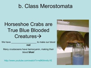 Meet the mollusks & arthropods | PPT