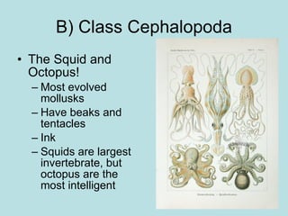 Meet the mollusks & arthropods | PPT