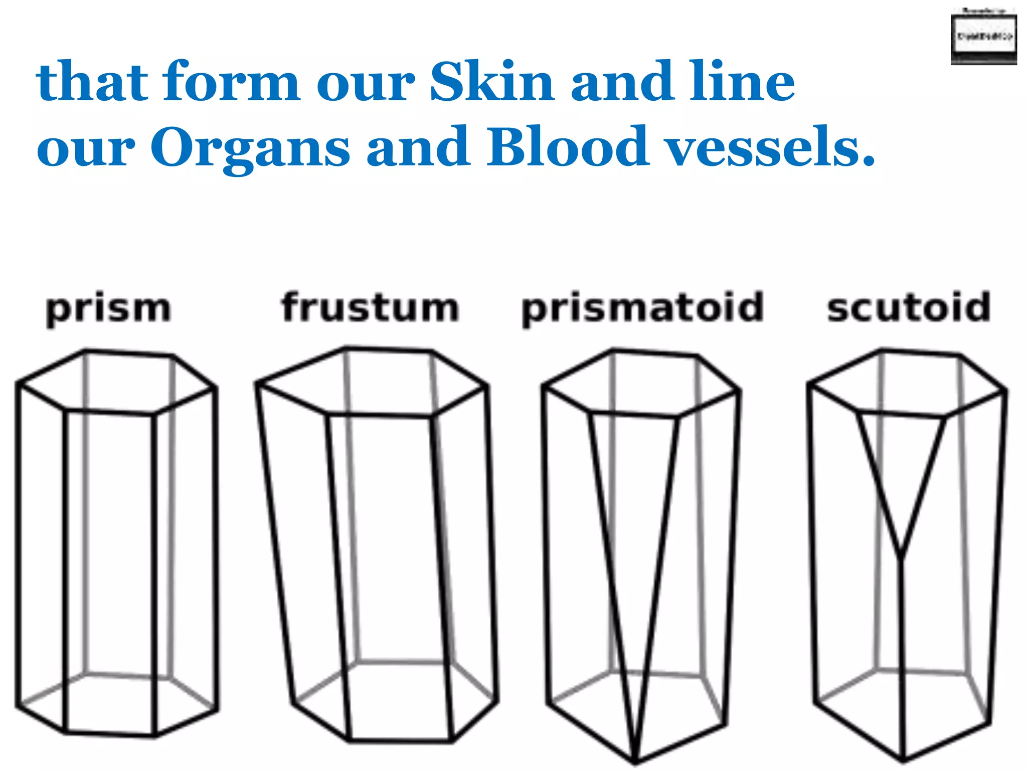 SCUTOID - The new Geometric Shape Discovered! | PPTX