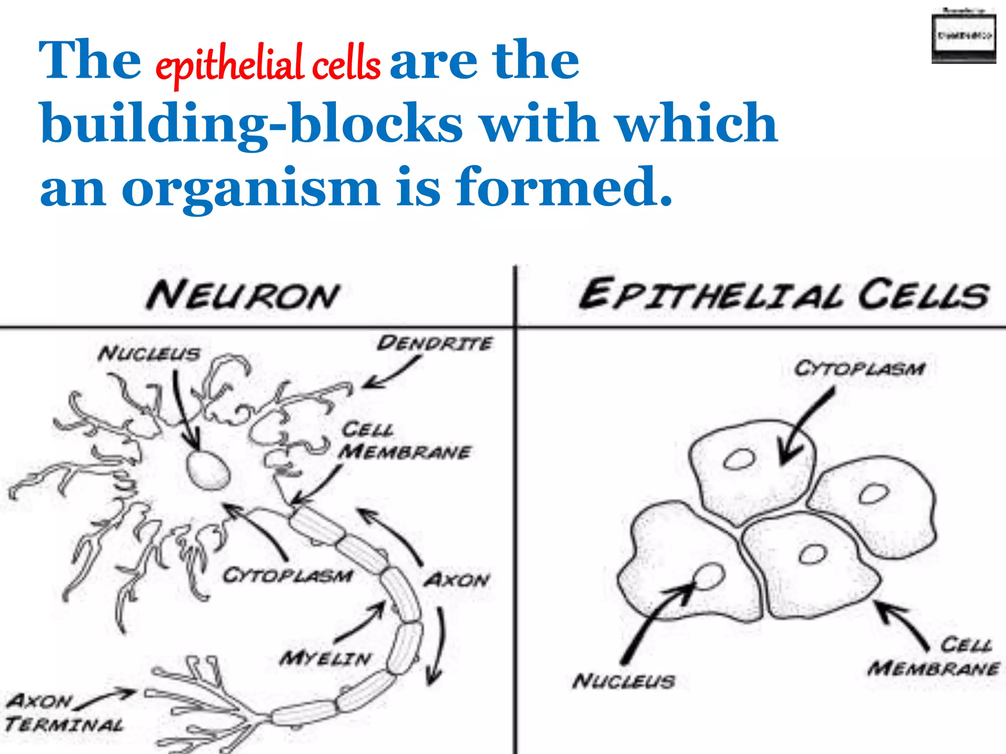 SCUTOID - The new Geometric Shape Discovered! | PPTX