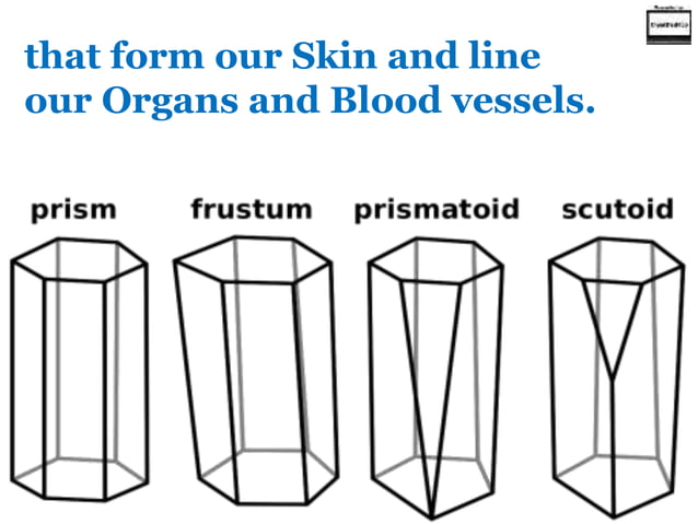 SCUTOID - The new Geometric Shape Discovered! | PPTX