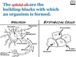 SCUTOID - The new Geometric Shape Discovered! | PPTX