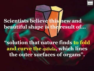 SCUTOID - The new Geometric Shape Discovered! | PPTX