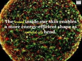 SCUTOID - The new Geometric Shape Discovered! | PPTX