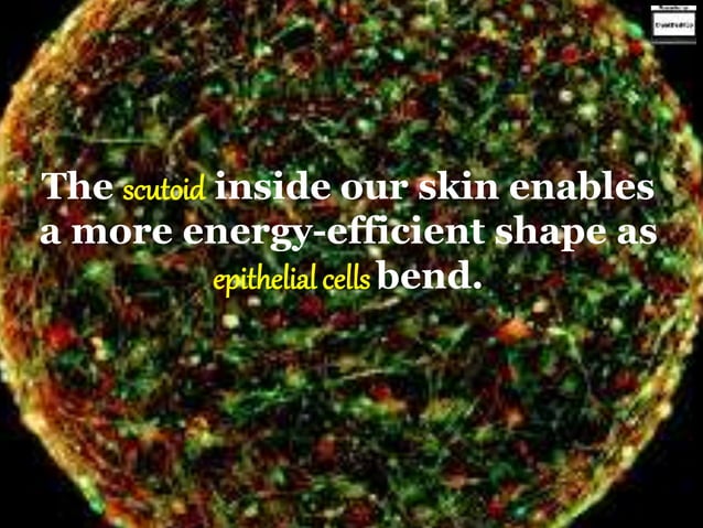 SCUTOID - The new Geometric Shape Discovered! | PPTX