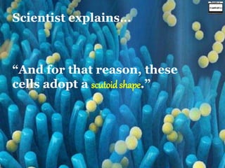 SCUTOID - The new Geometric Shape Discovered! | PPTX