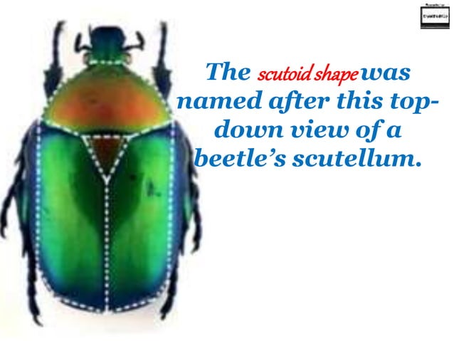 SCUTOID - The new Geometric Shape Discovered! | PPTX